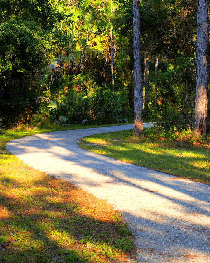 Shadowed Path Photograph by Larry Olsson - Fine Art America
