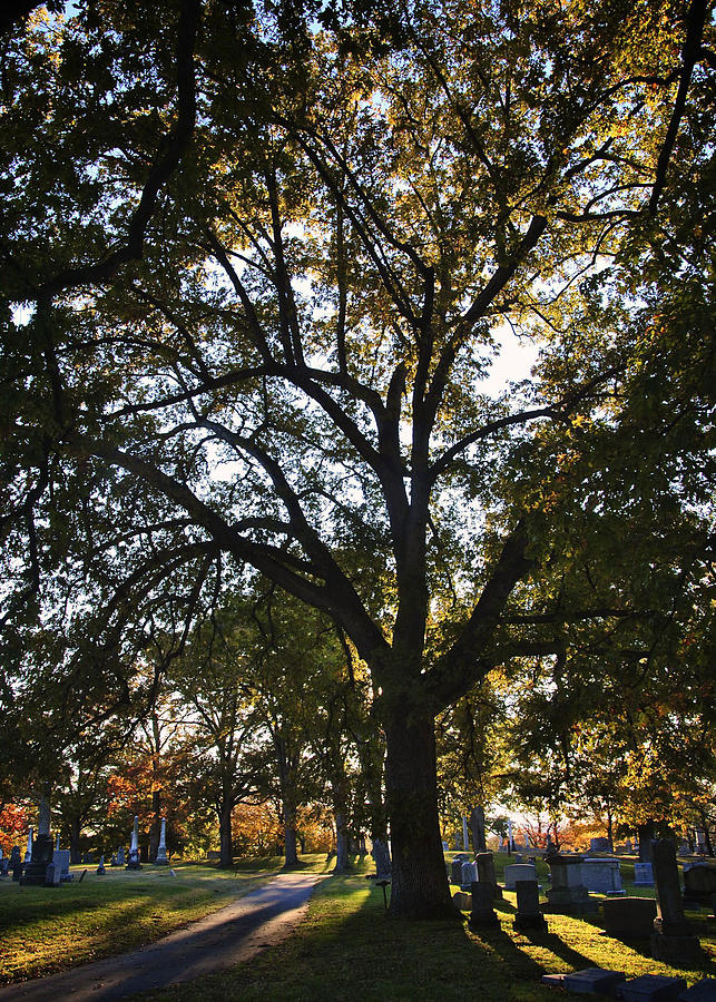 Shadowed Tree Photograph by Kelly E Adams - Fine Art America