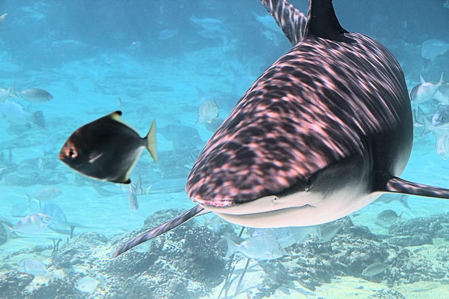 Shark Photograph by David Rich | Fine Art America