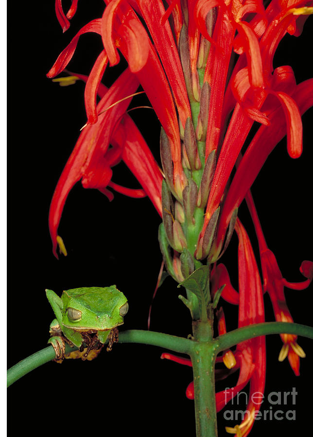 Sharp-backed Monkey Tree Frog Photograph by Art Wolfe - Fine Art America