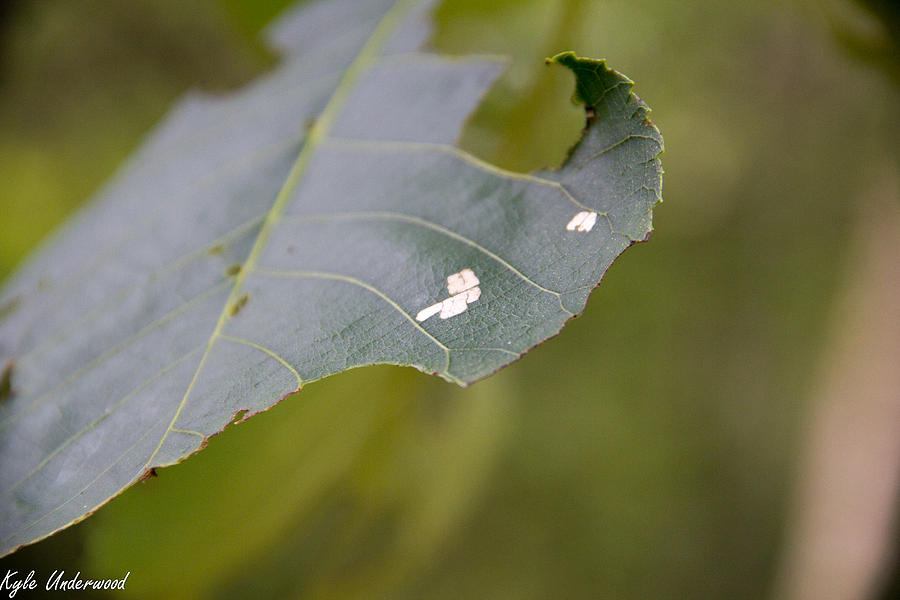 Sharp Edge Photograph by Kyle Underwood - Fine Art America