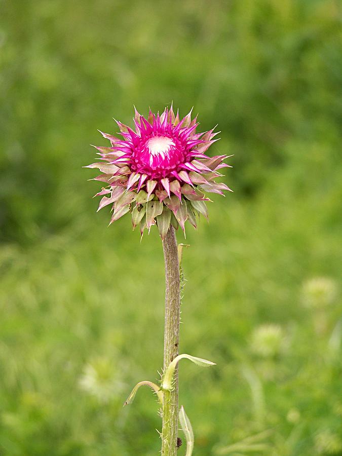 Sharp Edges Photograph by David Addams - Fine Art America