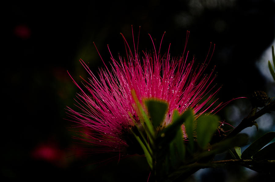 Sharp Red Flame Photograph by Eyal Alcalay - Pixels
