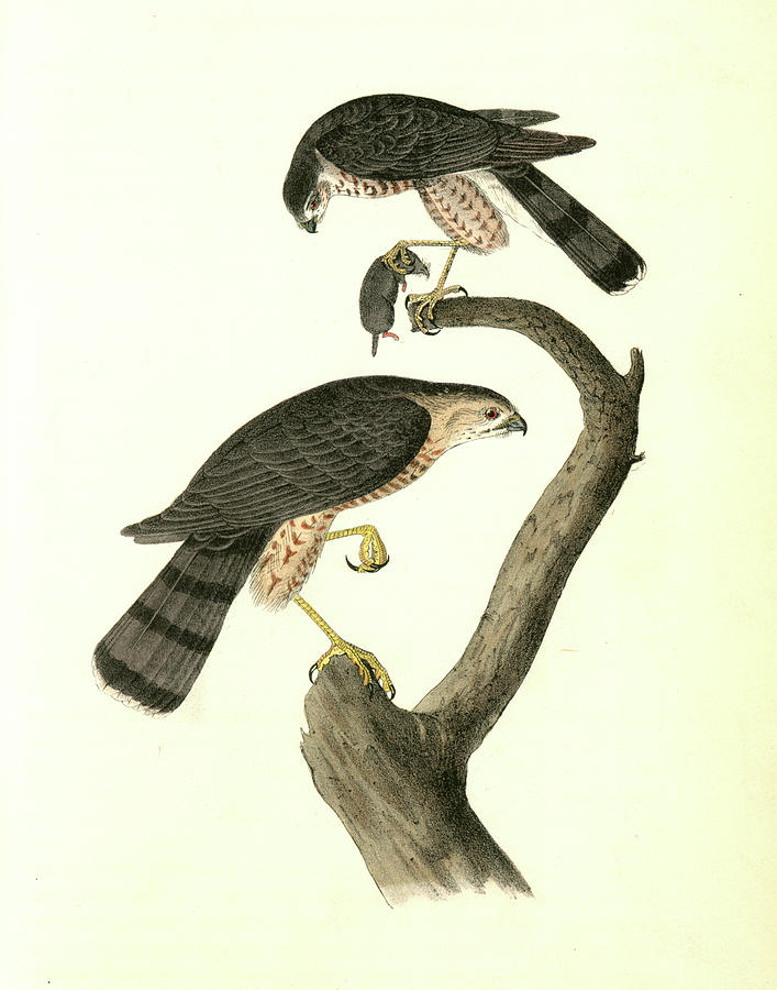 Sharp-shinned Hawk Drawing by Artokoloro - Fine Art America