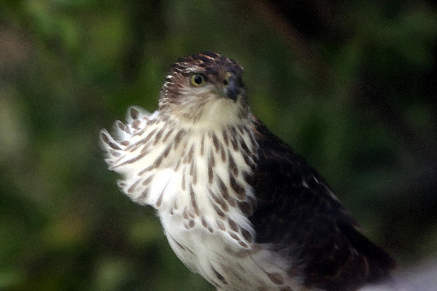 Sharp Shinned Hawk Photograph by Kevin Snider | Pixels