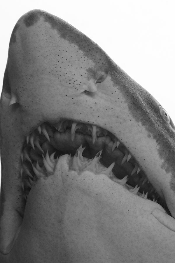 Sharp Teeth Photograph by Robert Guillen | Fine Art America