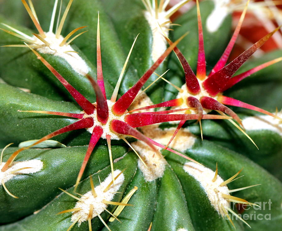 Sharp Twin Spines Photograph by Carol Komassa - Fine Art America