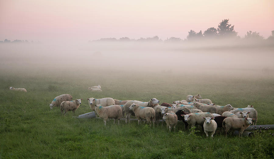 Sheep And Morning Fog by Lhjb Photography