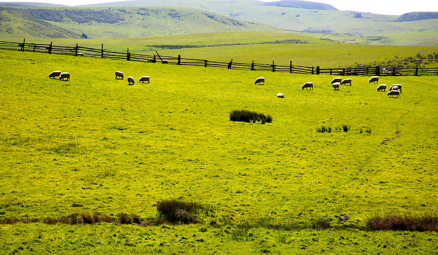 Sheep Field Photograph by Marc Levine - Fine Art America