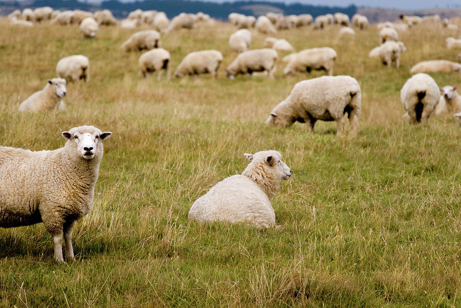 Sheep Graze In A Pasture Photograph by Elyse Butler - Fine Art America