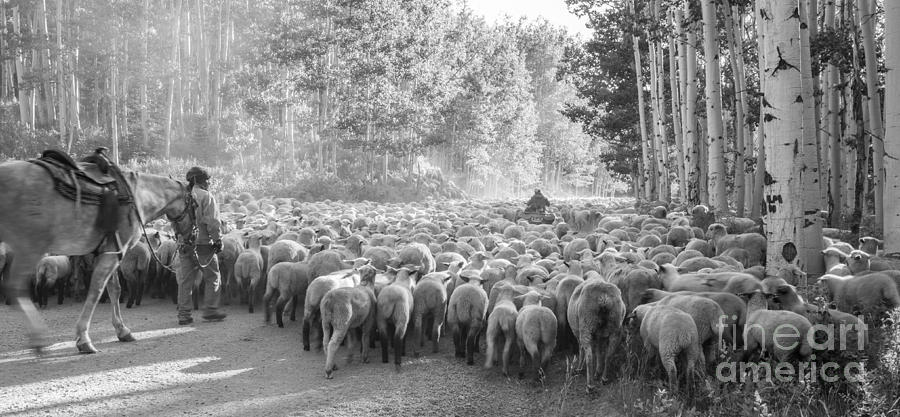 Sheepherders At Work Photograph by Wayne Johnson - Pixels