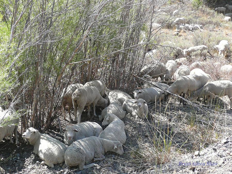 Sheephuddle Photograph by Brian Shaw - Fine Art America