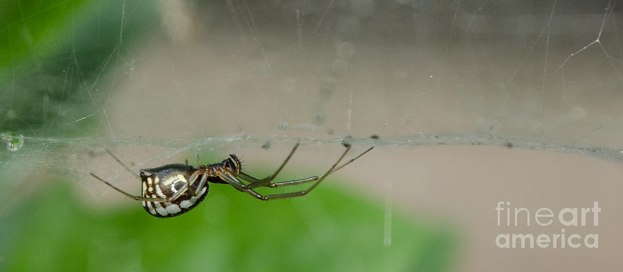 Sheet Web Weaver Spider Photograph by Donna Brown - Fine Art America
