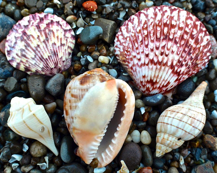 Shell Assortment Photograph by Frozen in Time Fine Art Photography ...