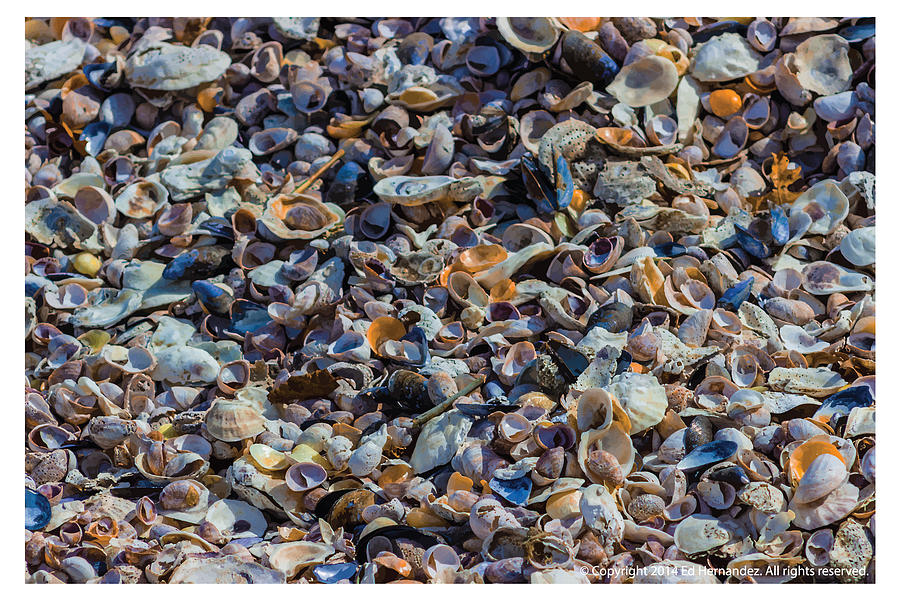 Shell Beach Photograph by Ed Hernandez