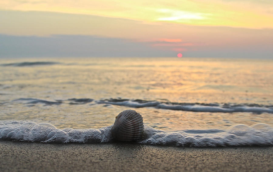 Shell Bubbles Photograph by Sandbridge Sunrise - Fine Art America
