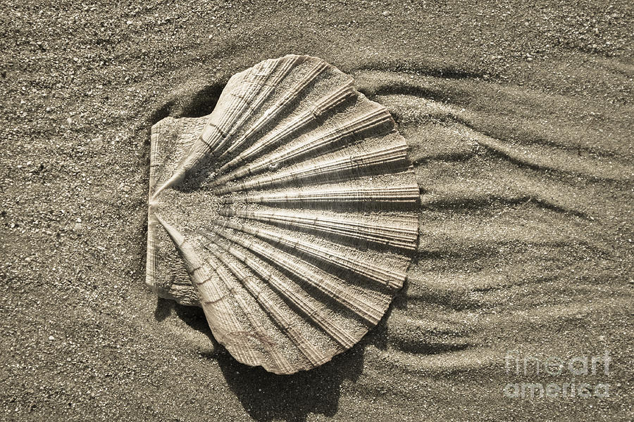 Shell Photograph by Carol Weitz - Fine Art America