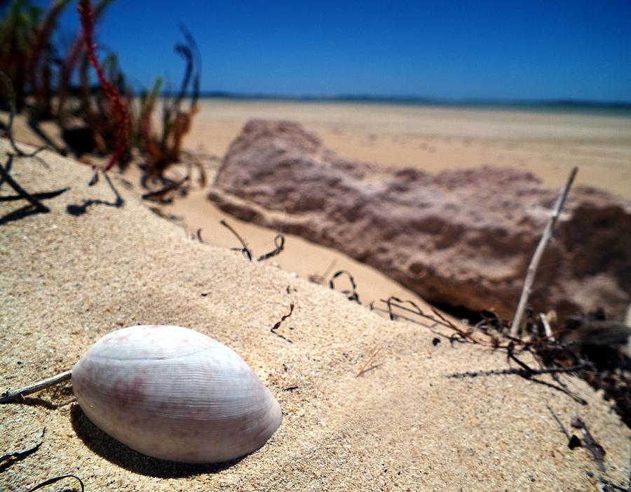 Shell Photograph by Christopher Vidal - Fine Art America