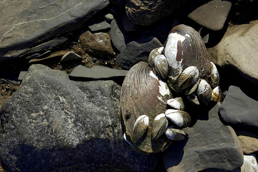 Shell Community Photograph by Clair Dunn - Fine Art America