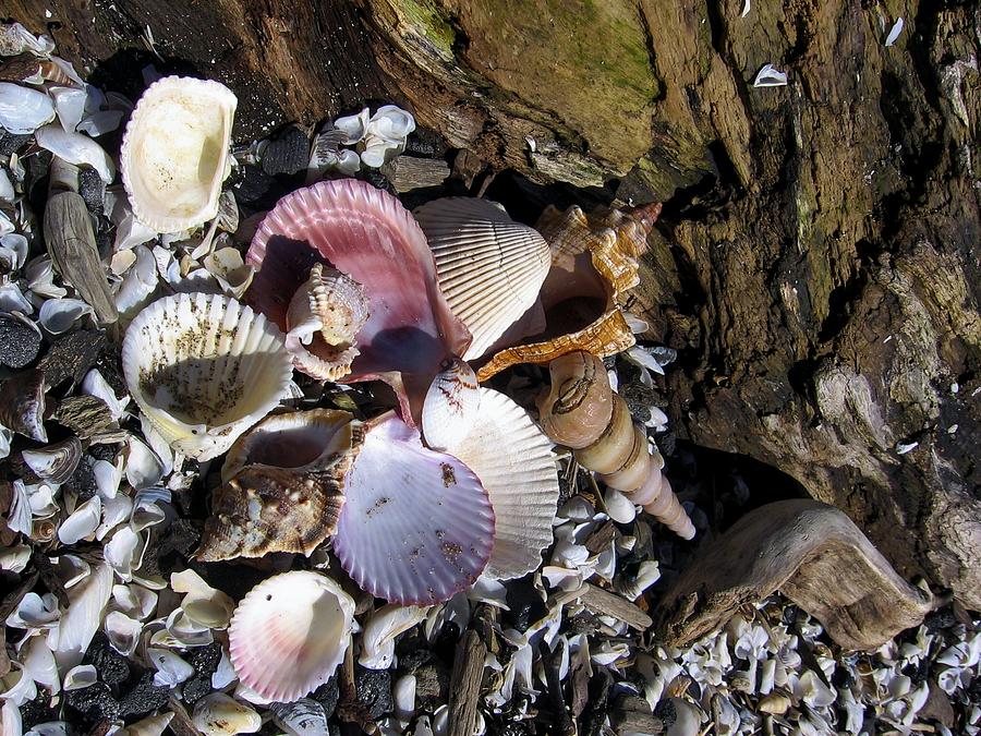 Shell discovery Photograph by Beth Biasella - Pixels