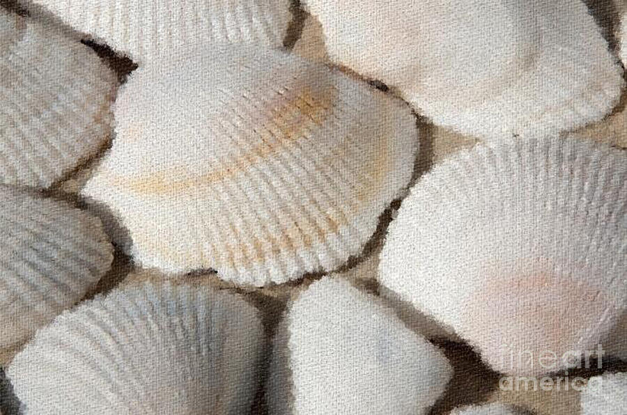 Shell Effects 1 Photograph by Michael Anthony - Pixels