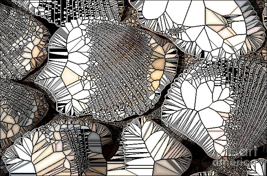 Shell Effects 7 Photograph by Michael Anthony - Pixels