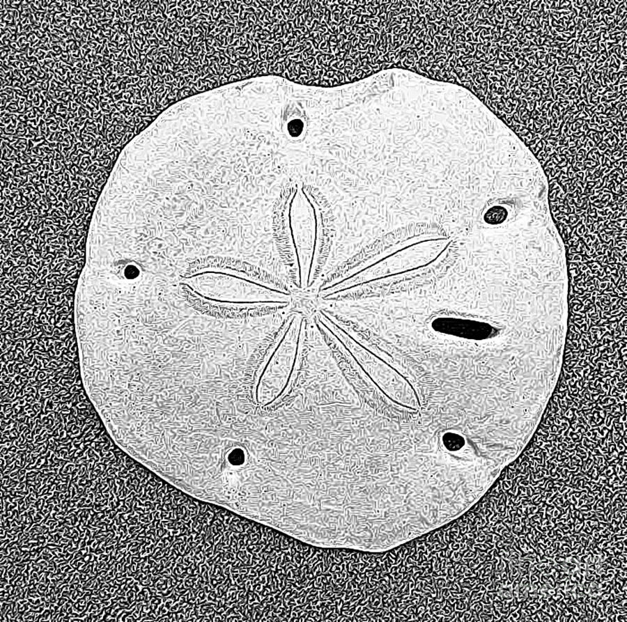 Shell Effects 9 Photograph by Michael Anthony - Fine Art America