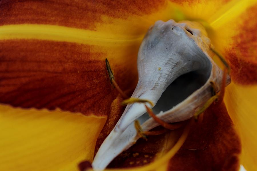 Shell Explosion Photograph by Devin Francis - Fine Art America