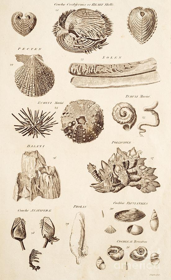 Shell Forms by Science Photo Library