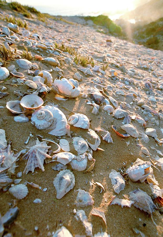 Shell Fragments by Science Photo Library