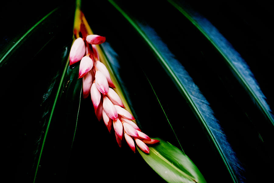 Shell Ginger Photograph by Malgorzata Fairman - Fine Art America