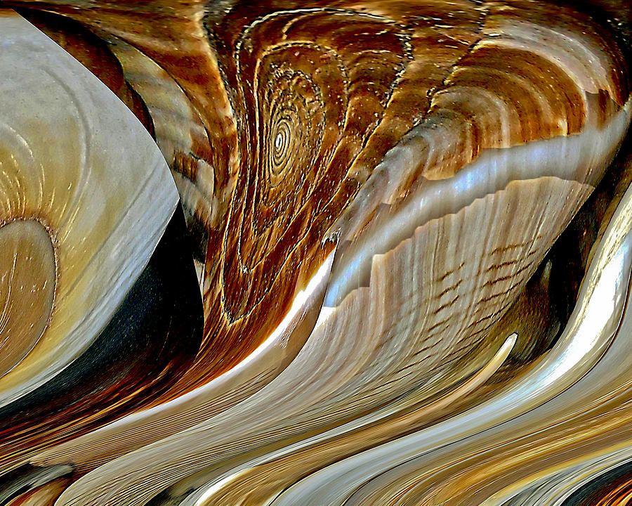 Shell Horn Photograph by Peter Edles - Pixels