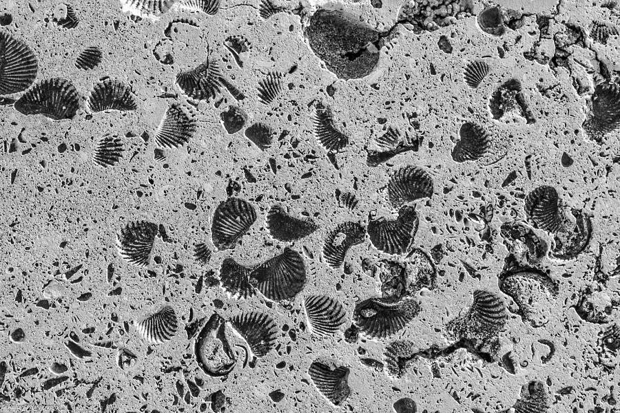 Shell Imprints Photograph by Rohan B - Fine Art America