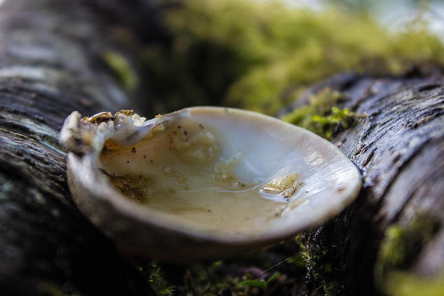 Shell in a Tree Photograph by Jonathan Matheny - Fine Art America