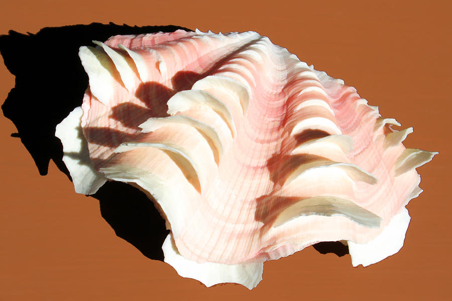 Shell Digital Art by Joanne Ehrich - Fine Art America