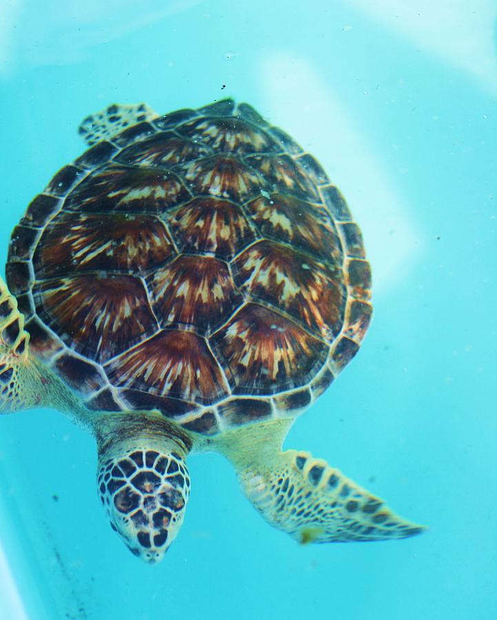 Shell On Fire Photograph by Chuck Hicks - Fine Art America