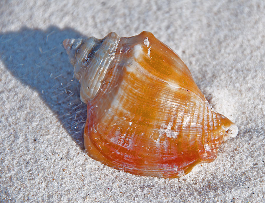 Shell on the Beach Photograph by Wayne Anders