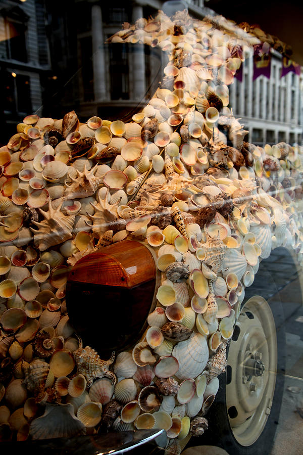 Shell Out For A Beetle Photograph by Jez C Self - Fine Art America