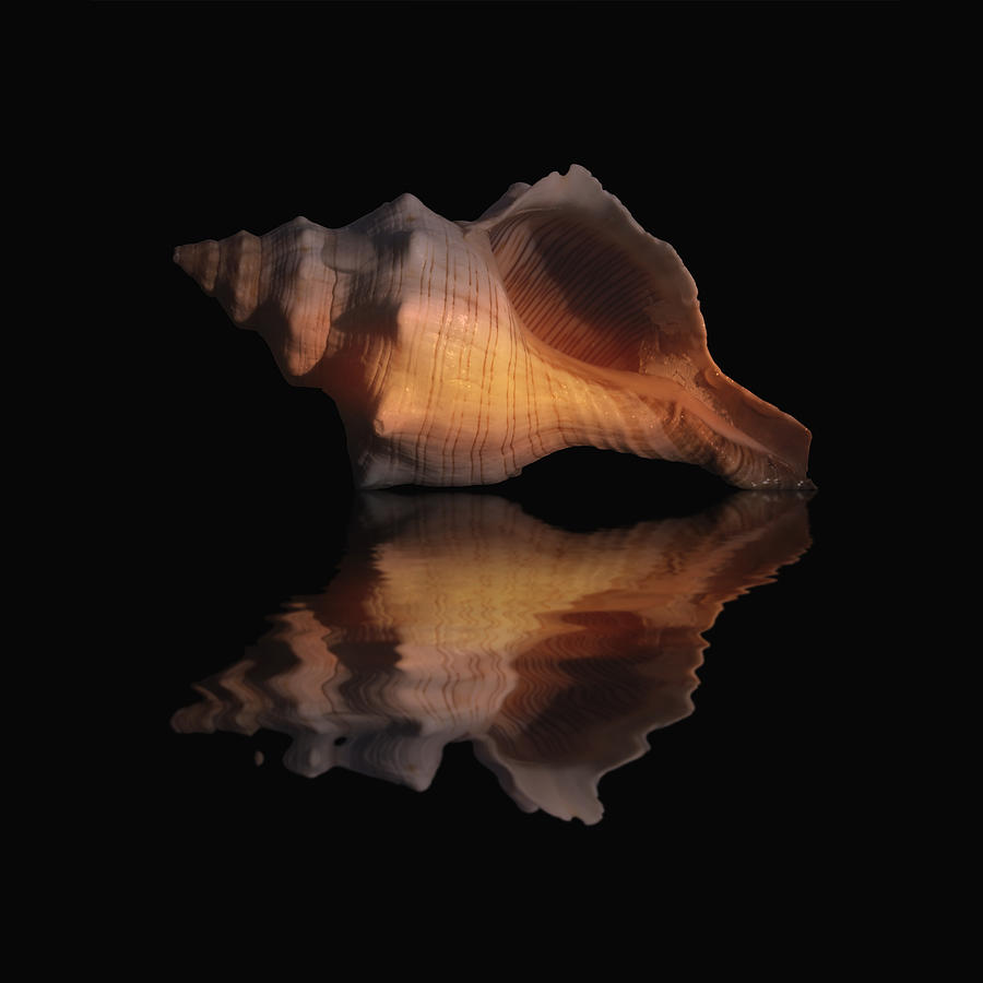 Shell Series Reflection II Photograph by Brian Middleton | Fine Art America