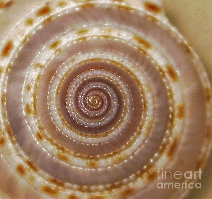 Shell Spirals Photograph by Miss McLean | Pixels
