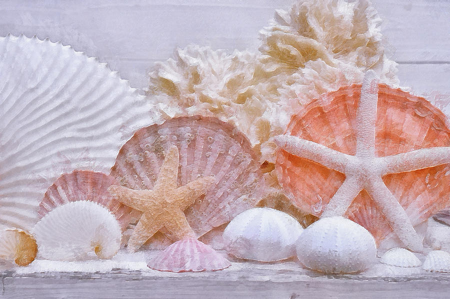 Shell Still Life Photograph by Cora Niele | Fine Art America