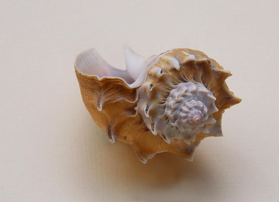 Shell Study 1 Fighting Conch Photograph by Skip Willits - Pixels