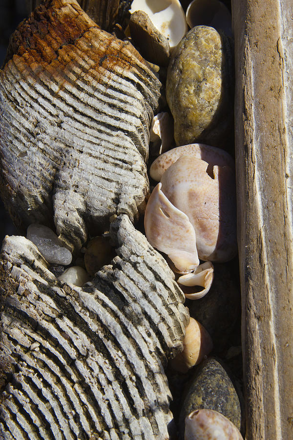 Shell Work Photograph by Eugene Bergeron - Fine Art America