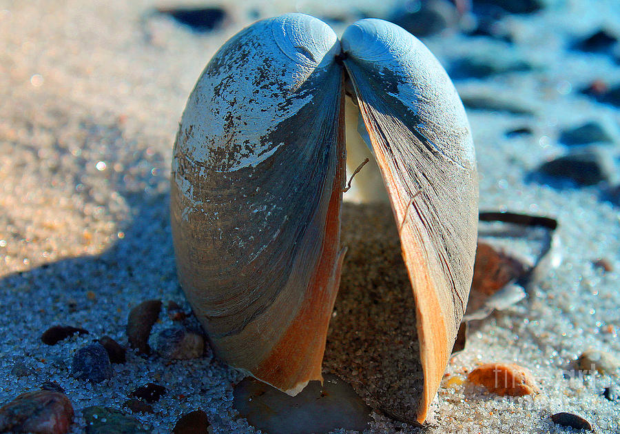 Shell Work Photograph by John Doble - Fine Art America