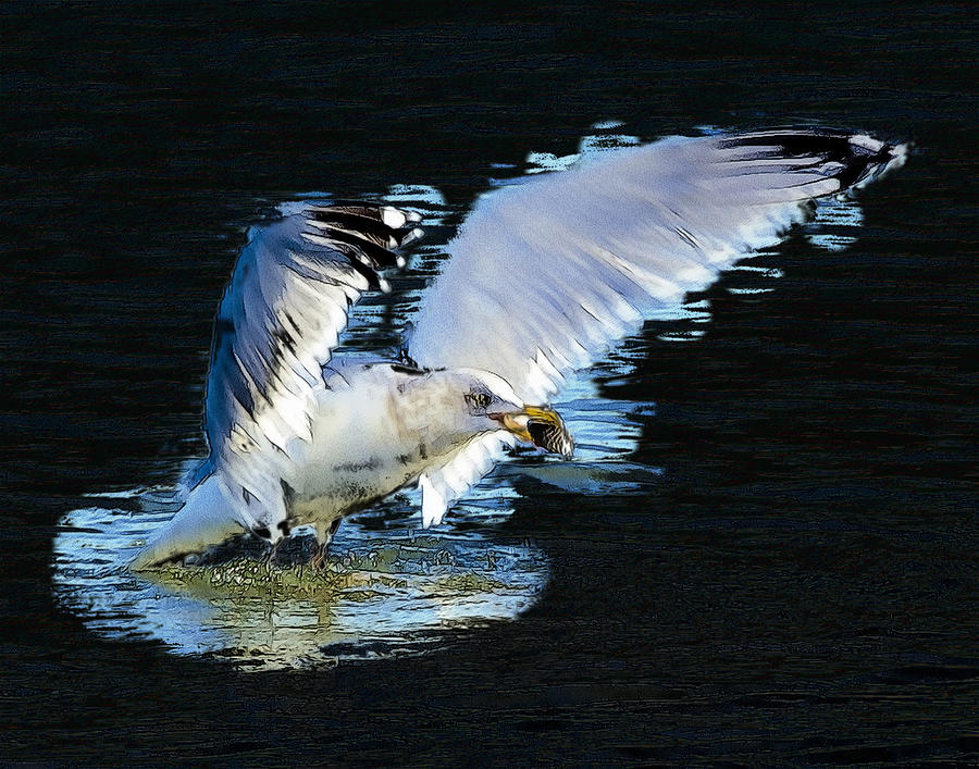 Shellfishing Herron Gull Photograph by Constantine Gregory - Fine Art ...