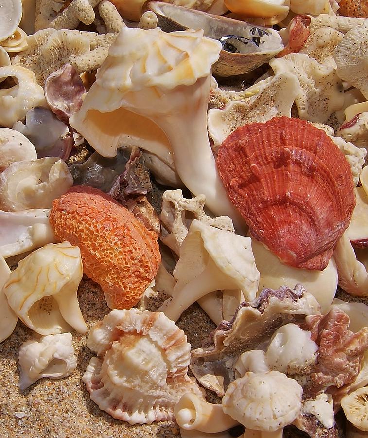 Shells Photograph by Denise Westerfield - Fine Art America