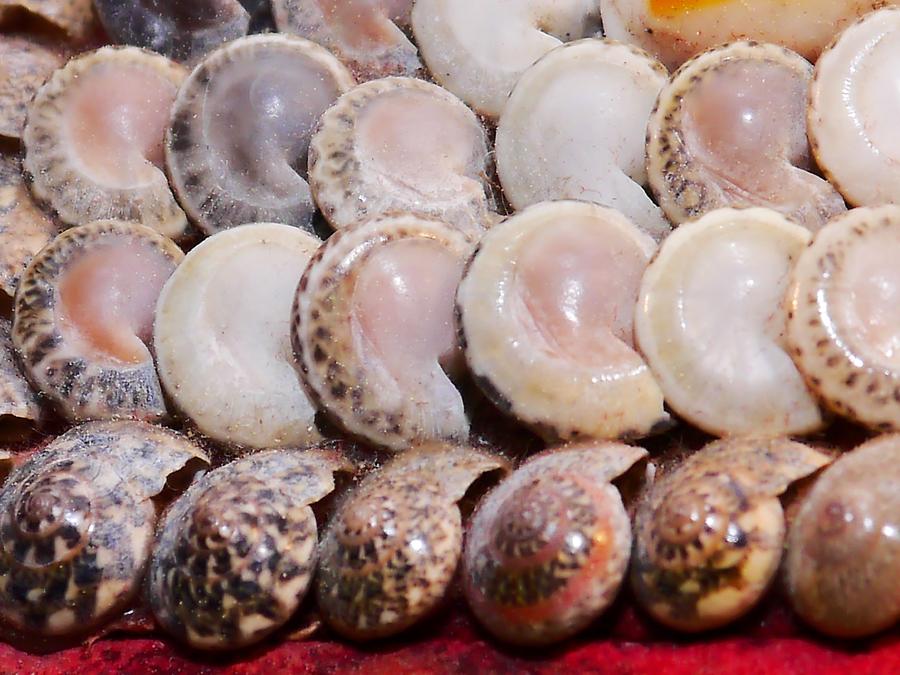 Shells In A Row Photograph by Anthony Walker Sr - Fine Art America