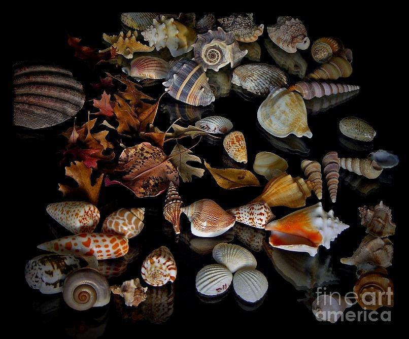 Shells in Fall Sun Photograph by Andrey Kuznetsov - Fine Art America