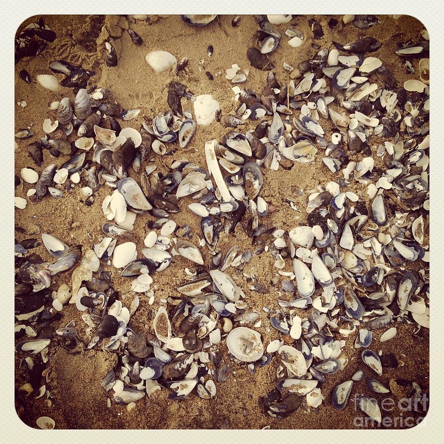 Shells Digital Art by Kathleen Dickey - Fine Art America