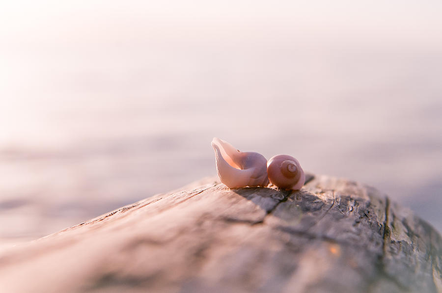 Shells Photograph by Kay Elizabeth - Fine Art America